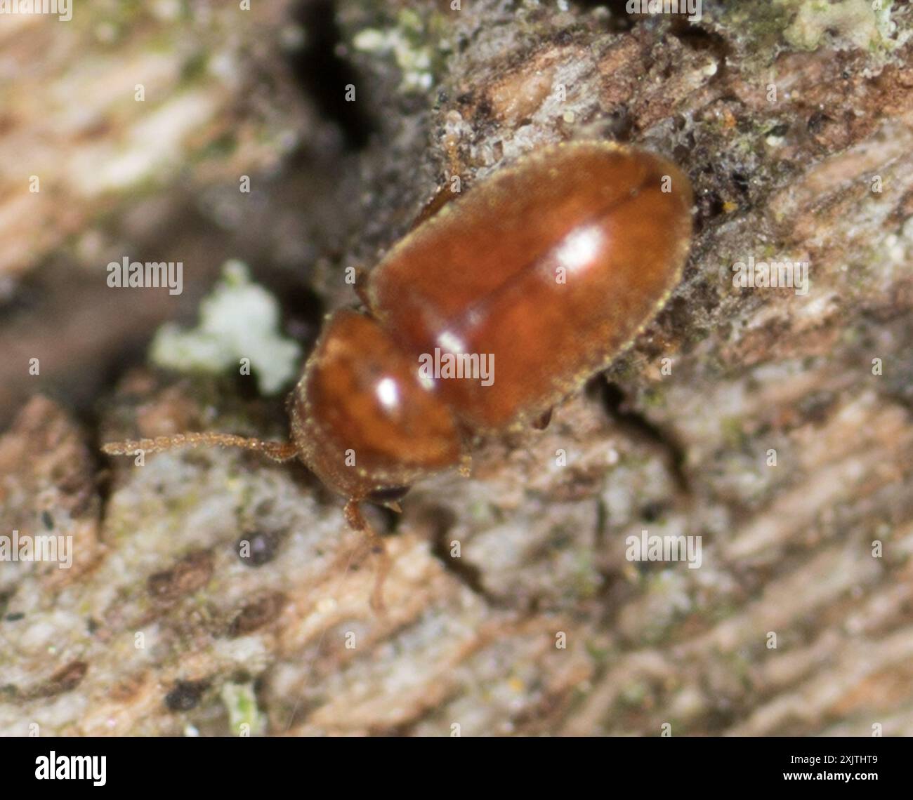 Tobacco Beetle (Lasioderma serricorne) Insecta Stock Photo - Alamy