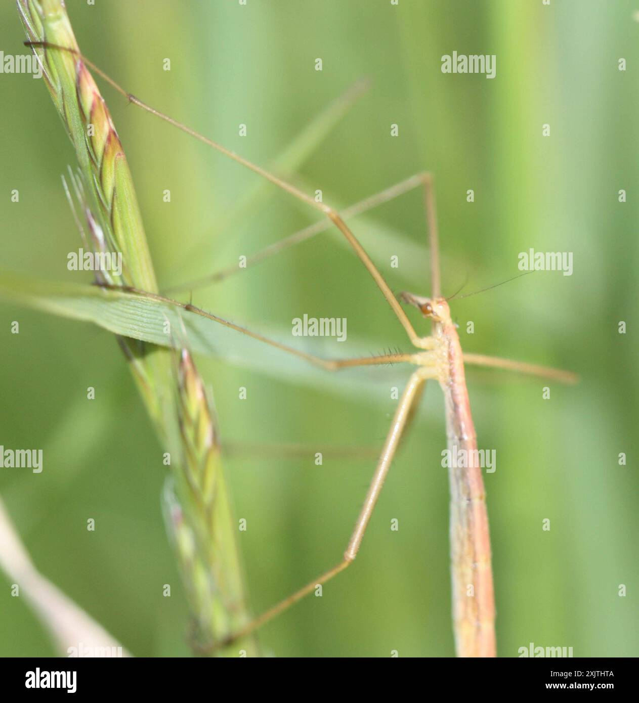 Wingless Hangingfly (Apterobittacus apterus) Insecta Stock Photo - Alamy