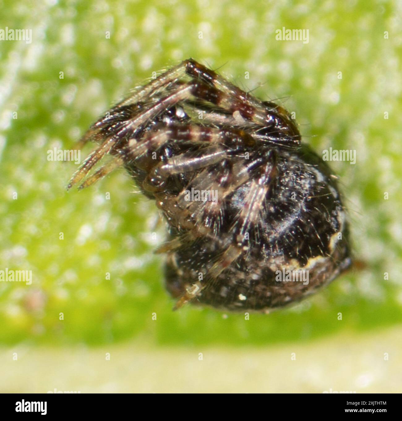 Comb-footed Spiders (Theridiidae) Arachnida Stock Photo - Alamy