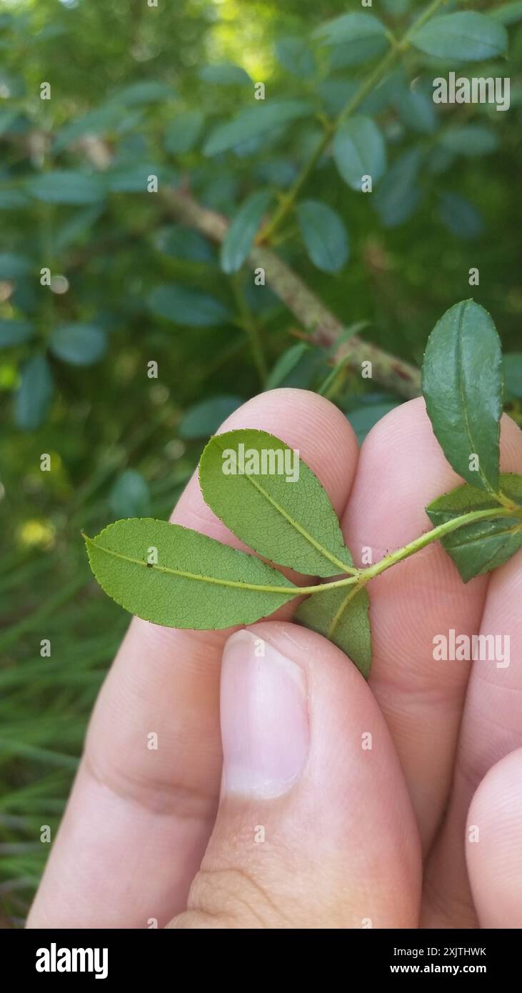 Macartney's rose (Rosa bracteata) Plantae Stock Photo - Alamy