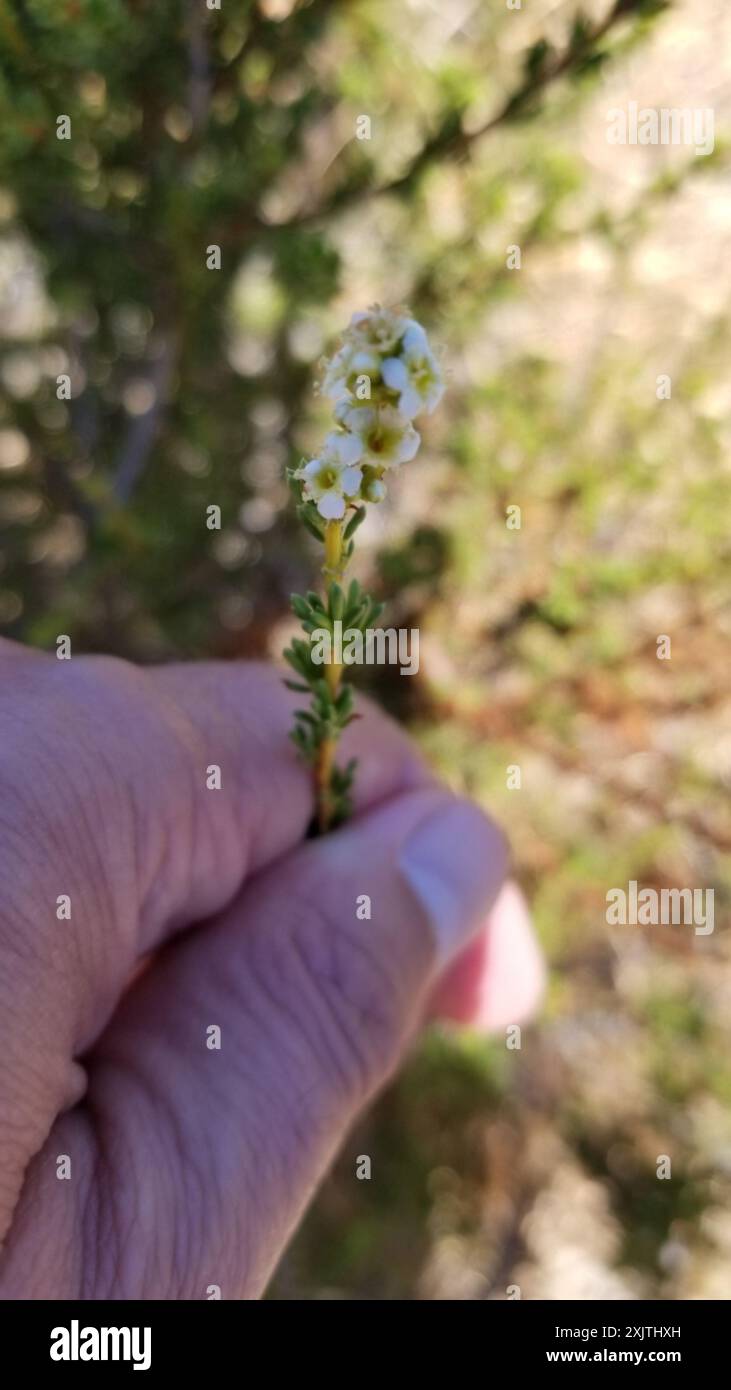 chamise (Adenostoma fasciculatum) Plantae Stock Photo - Alamy