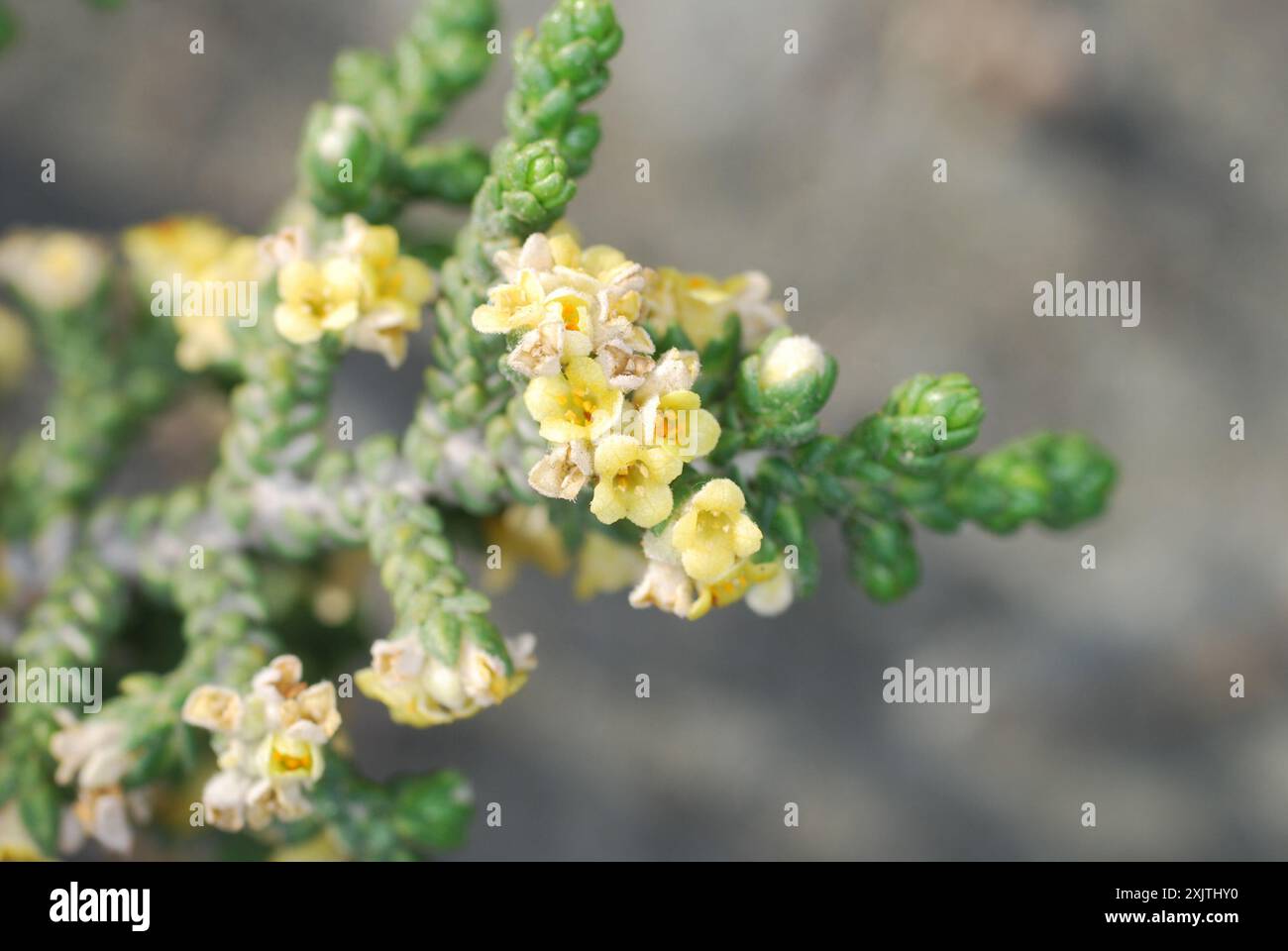 Mitnan (Thymelaea hirsuta) Plantae Stock Photo - Alamy
