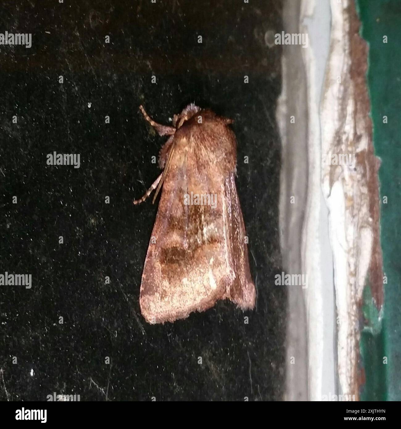 Bronzed Cutworm Moth (Nephelodes minians) Insecta Stock Photo - Alamy