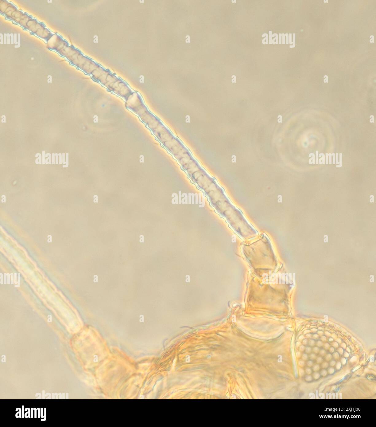 Aphis cytisorum hi-res stock photography and images - Alamy