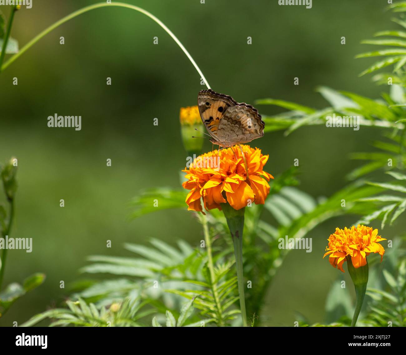 Butterfly caterpillar hanging hi-res stock photography and images - Alamy