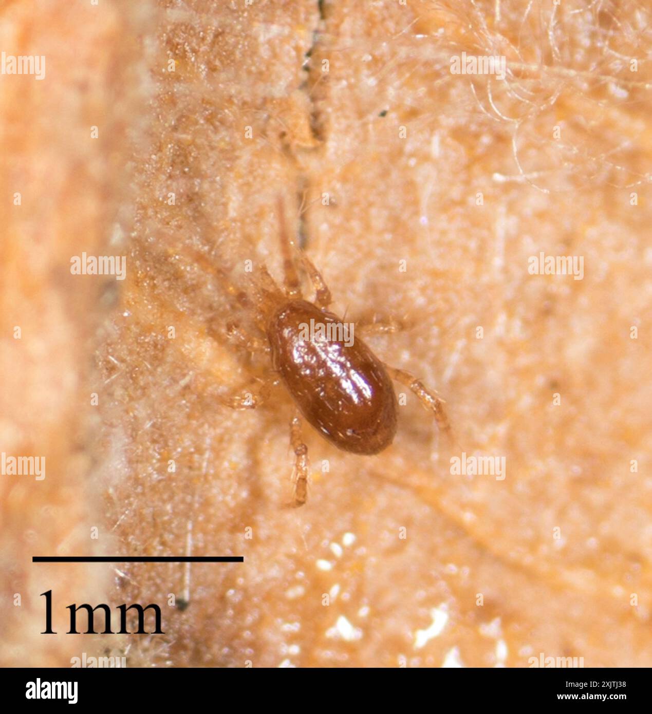 Mesostigmata hi-res stock photography and images - Alamy