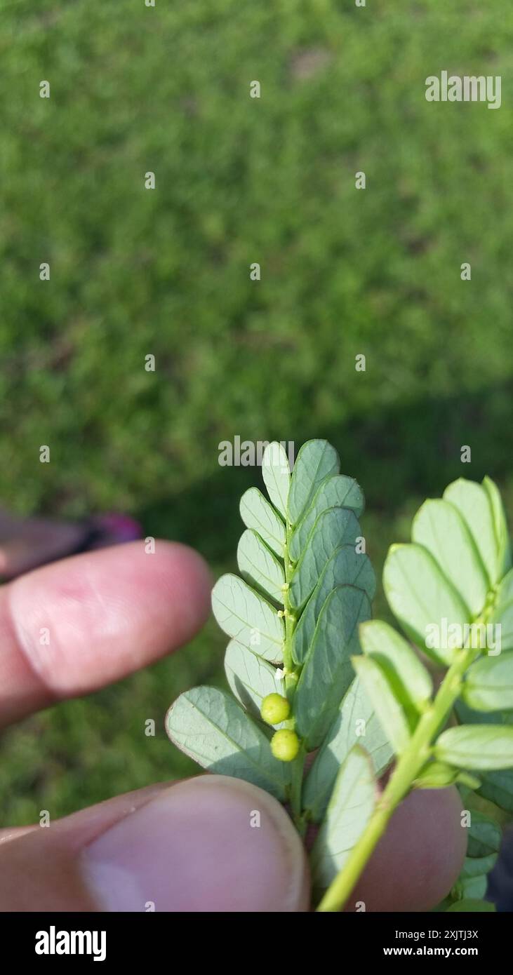 Chamberbitter (Phyllanthus urinaria) Plantae Stock Photo - Alamy