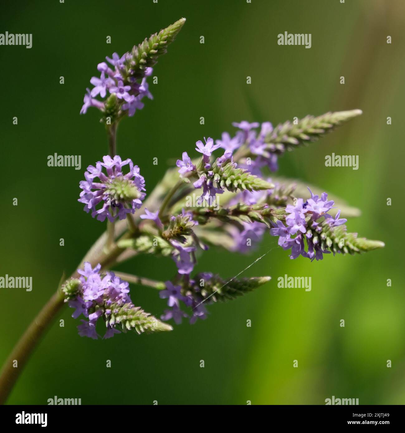 blue vervain (Verbena hastata) Plantae Stock Photo - Alamy