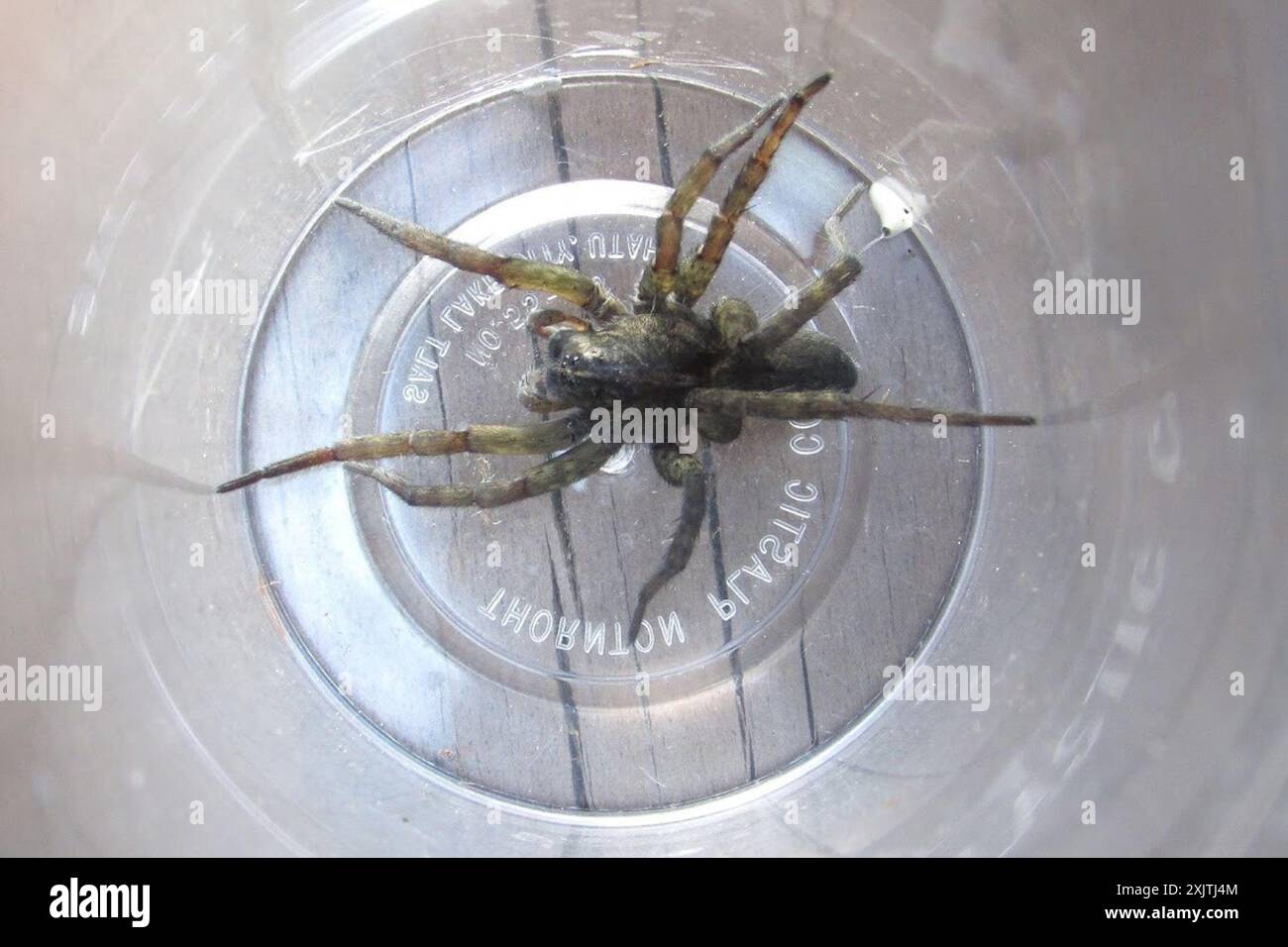 Wetland Giant Wolf Spider (Tigrosa helluo) Arachnida Stock Photo - Alamy