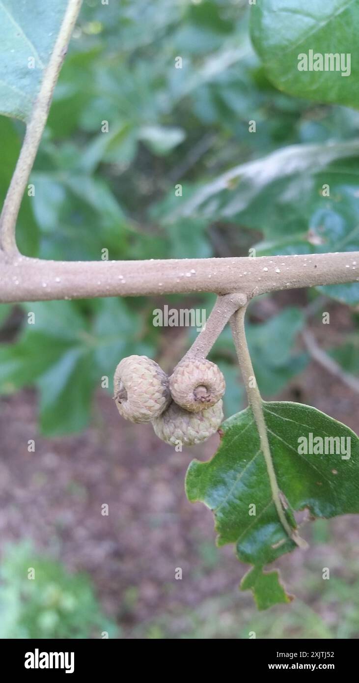 post oak (Quercus stellata) Plantae Stock Photo - Alamy