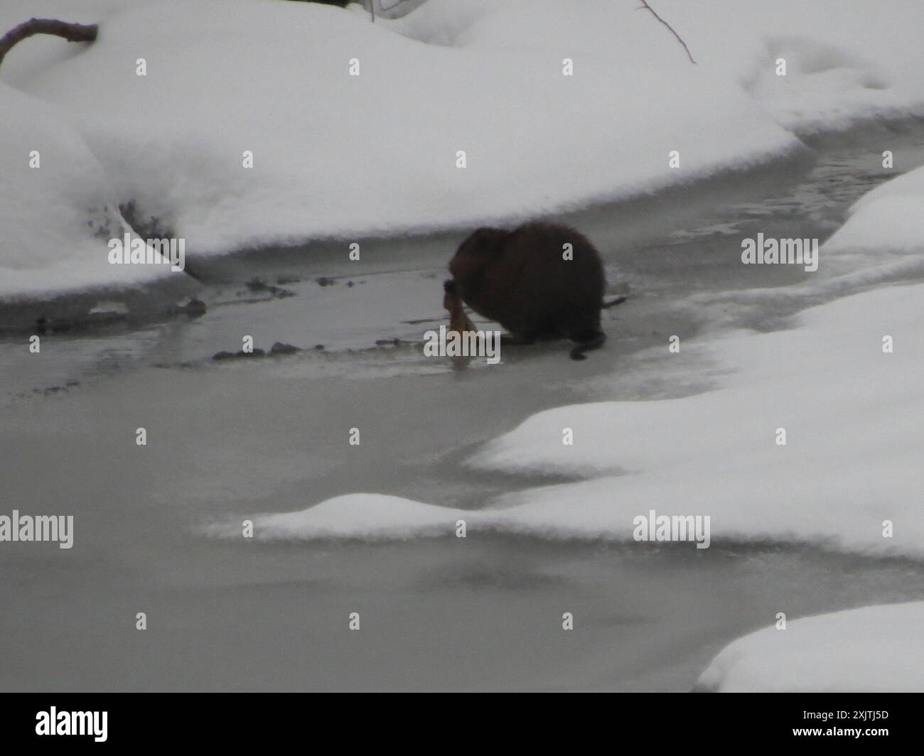 Muskrat (Ondatra zibethicus) Mammalia Stock Photo - Alamy