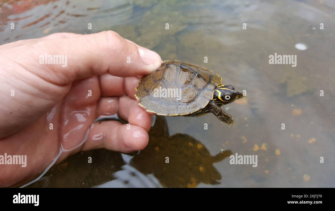 Mississippi Map Turtle (Graptemys pseudogeographica kohnii) Reptilia ...