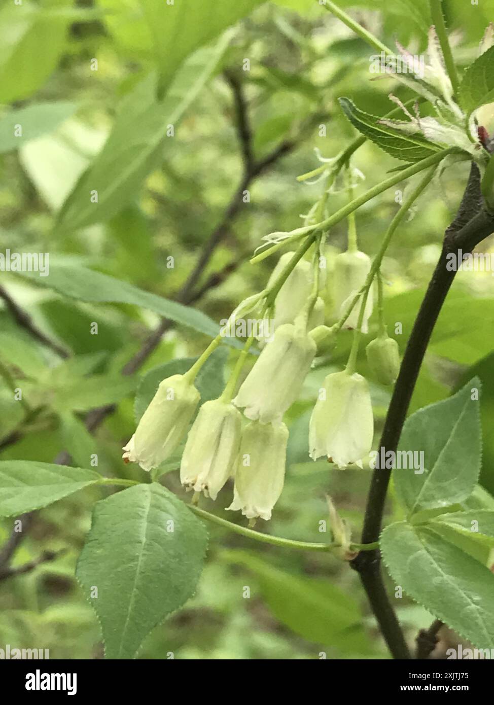 American bladdernut (Staphylea trifolia) Plantae Stock Photo - Alamy