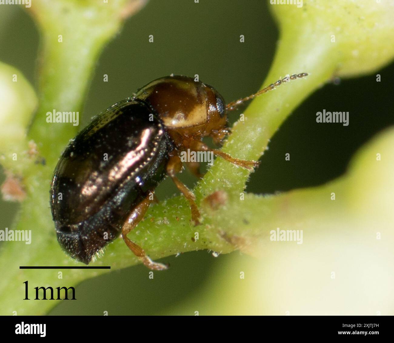Bronze Leaf Beetle (Diachus auratus) Insecta Stock Photo - Alamy
