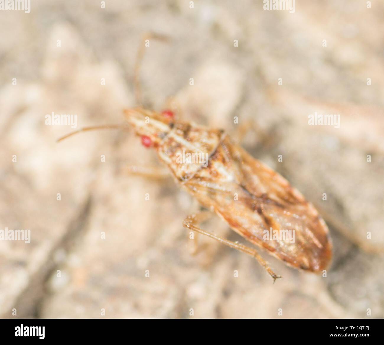 Sycamore Seed Bug (Belonochilus numenius) Insecta Stock Photo - Alamy