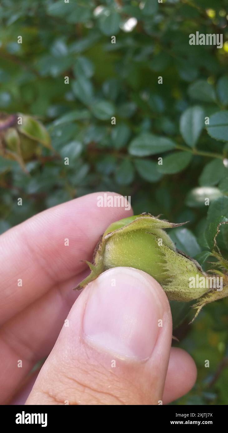 Macartney's rose (Rosa bracteata) Plantae Stock Photo - Alamy
