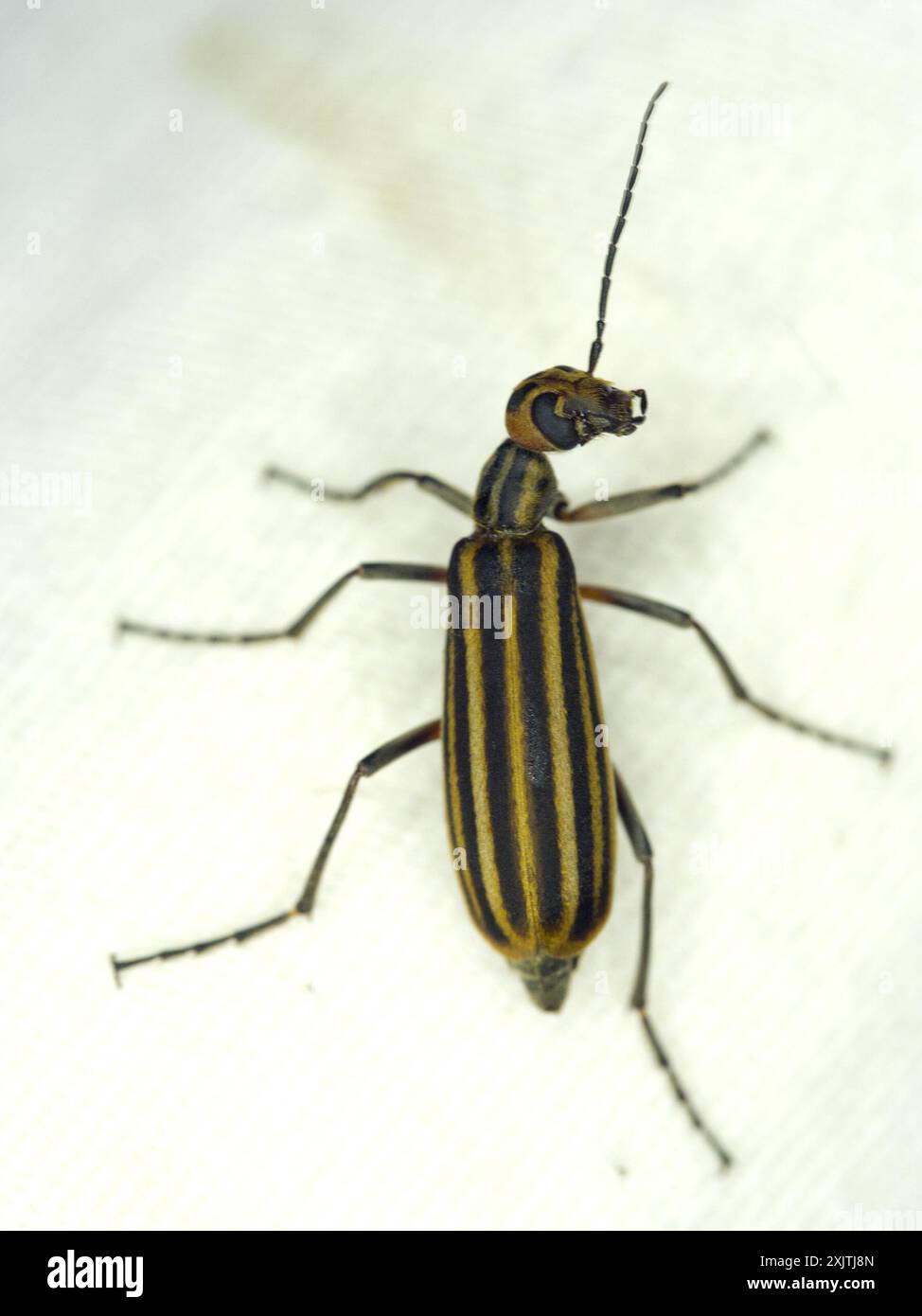 Striped Blister Beetle (Epicauta vittata) Insecta Stock Photo - Alamy
