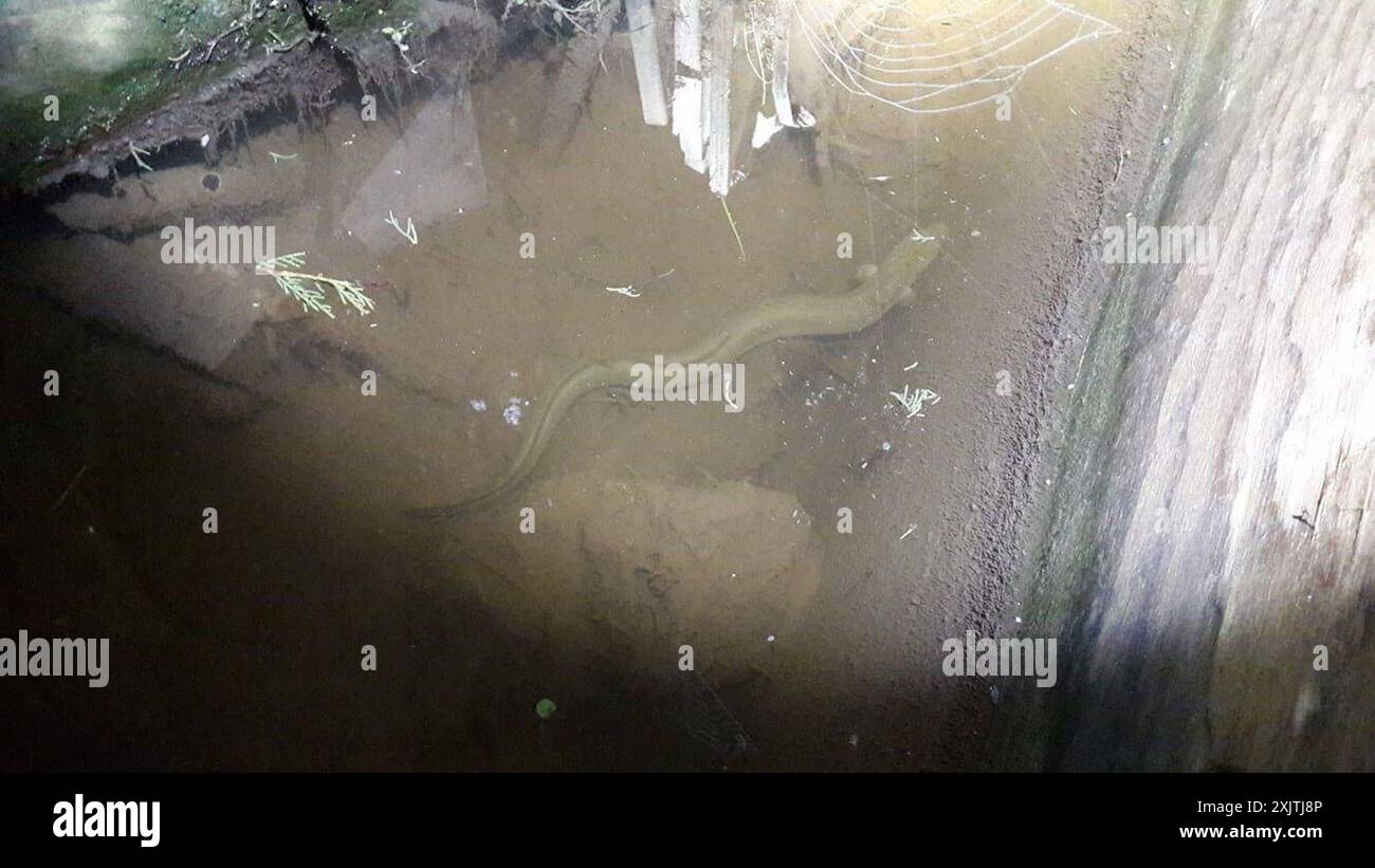 Short finned eel hi-res stock photography and images - Alamy
