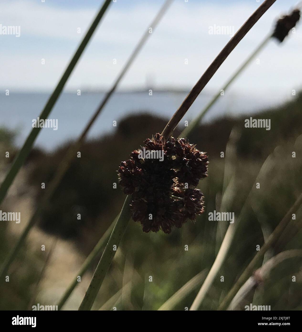 Compact rush juncus conglomeratus hi-res stock photography and images ...