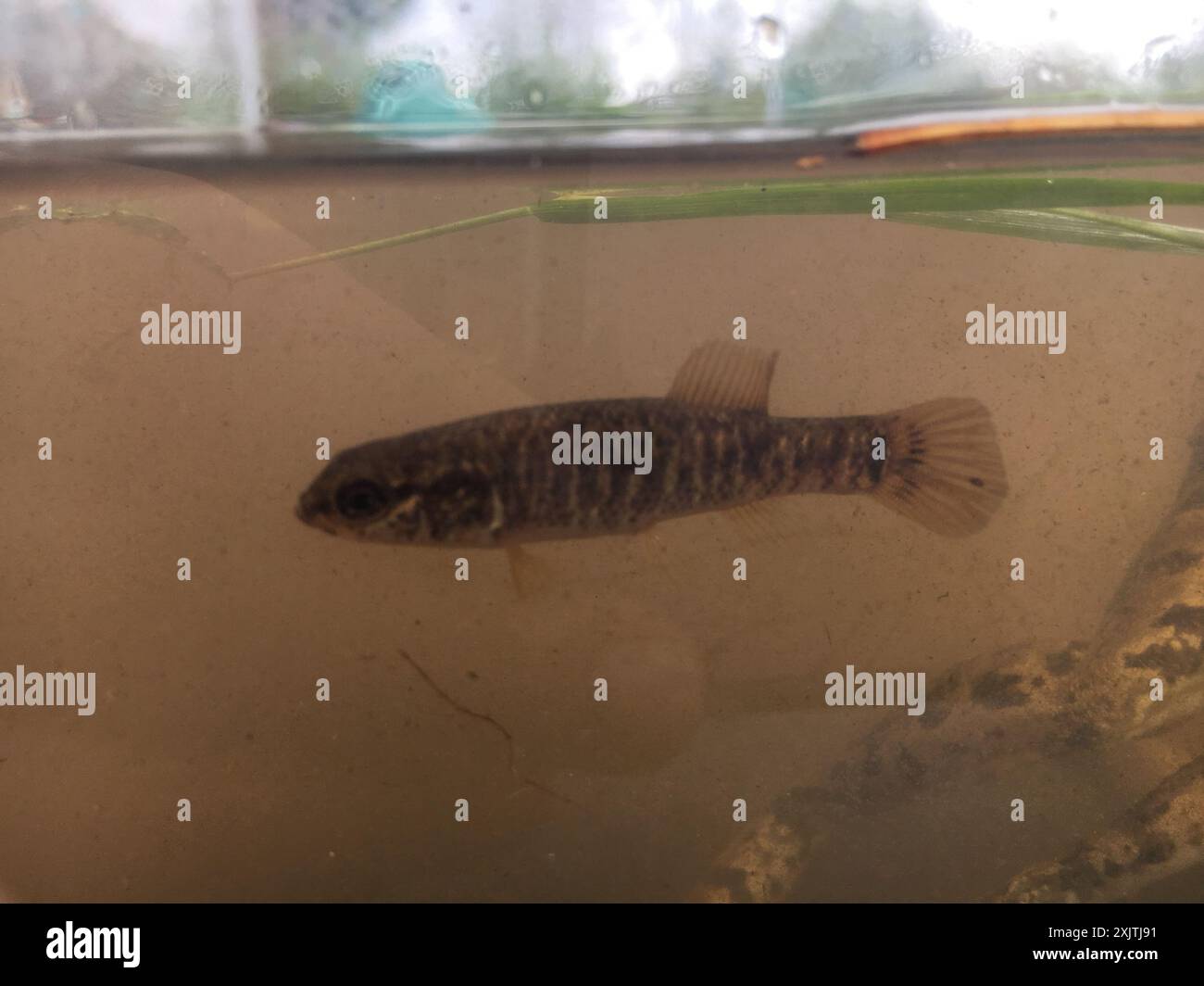 Central Mudminnow (Umbra limi) Actinopterygii Stock Photo - Alamy