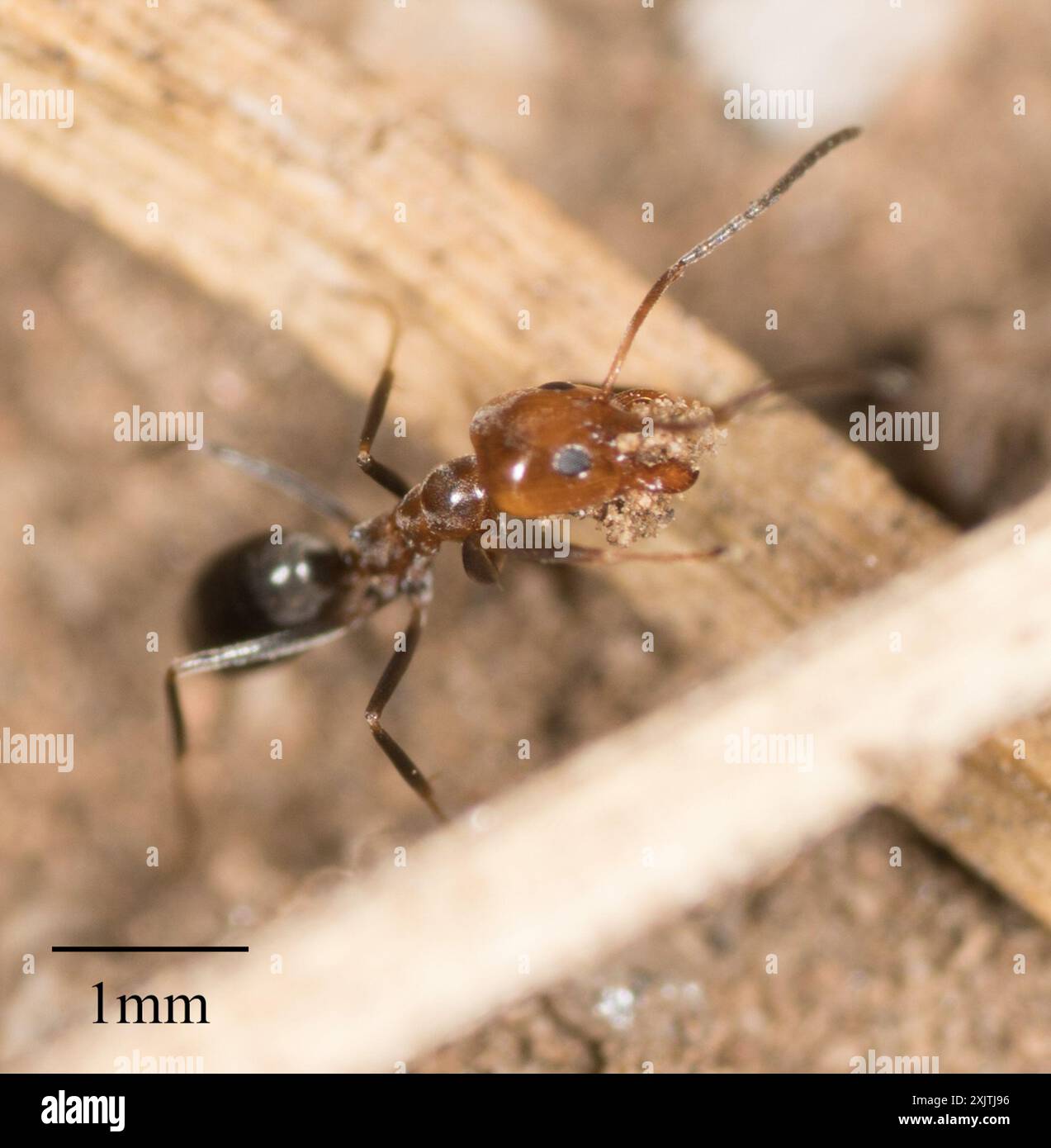 Pyramid Ants (Dorymyrmex) Insecta Stock Photo - Alamy