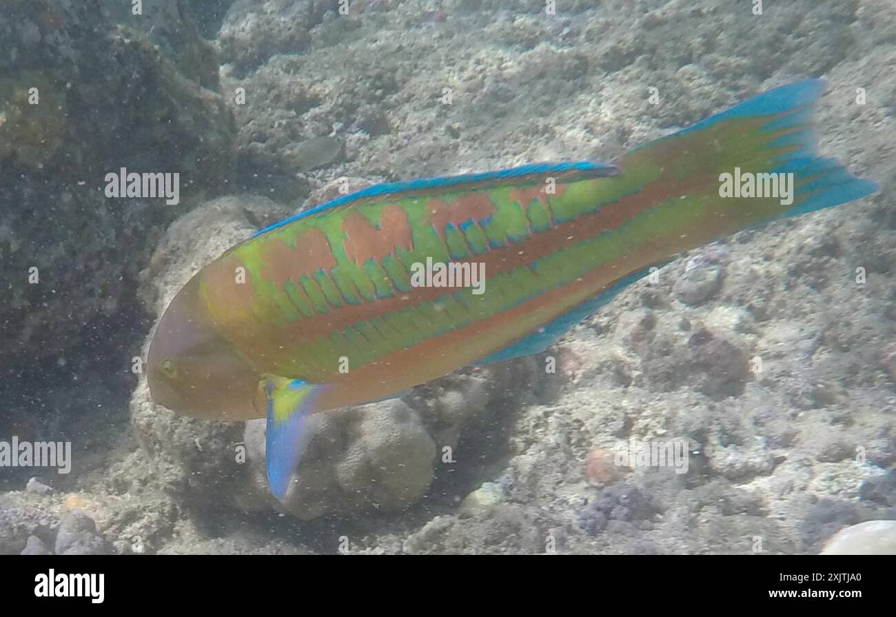 Christmas Wrasse (Thalassoma trilobatum) Actinopterygii Stock Photo - Alamy