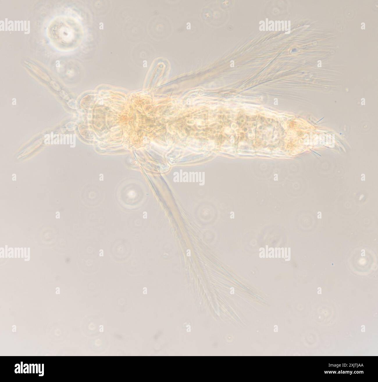 Chilli Thrips (Scirtothrips dorsalis) Insecta Stock Photo - Alamy