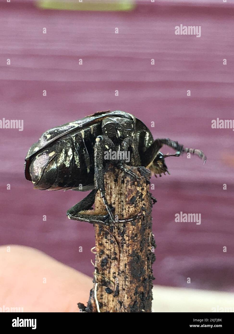 Mango Flower Beetle (Protaetia fusca) Insecta Stock Photo - Alamy