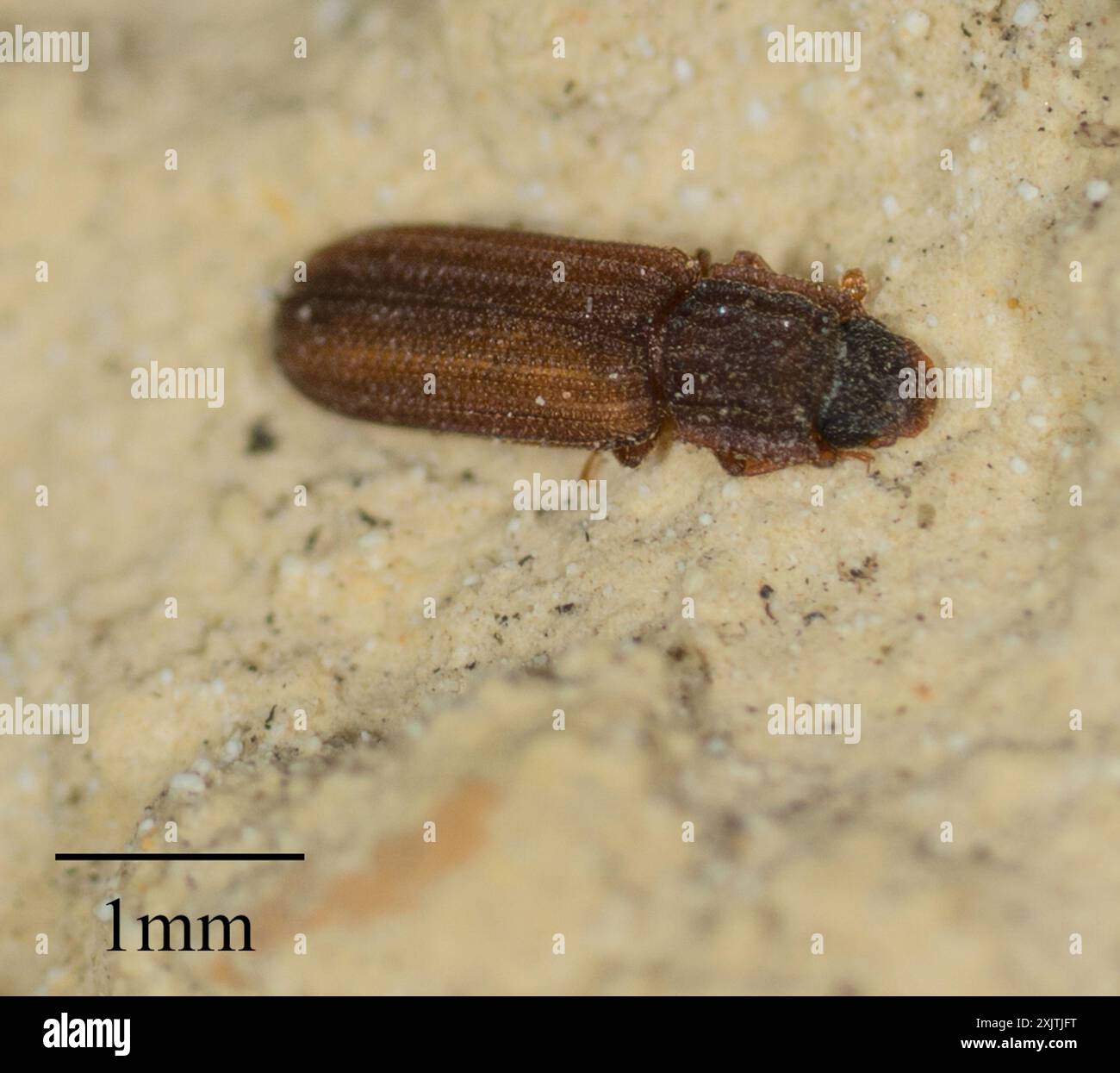 Bitoma hi-res stock photography and images - Alamy