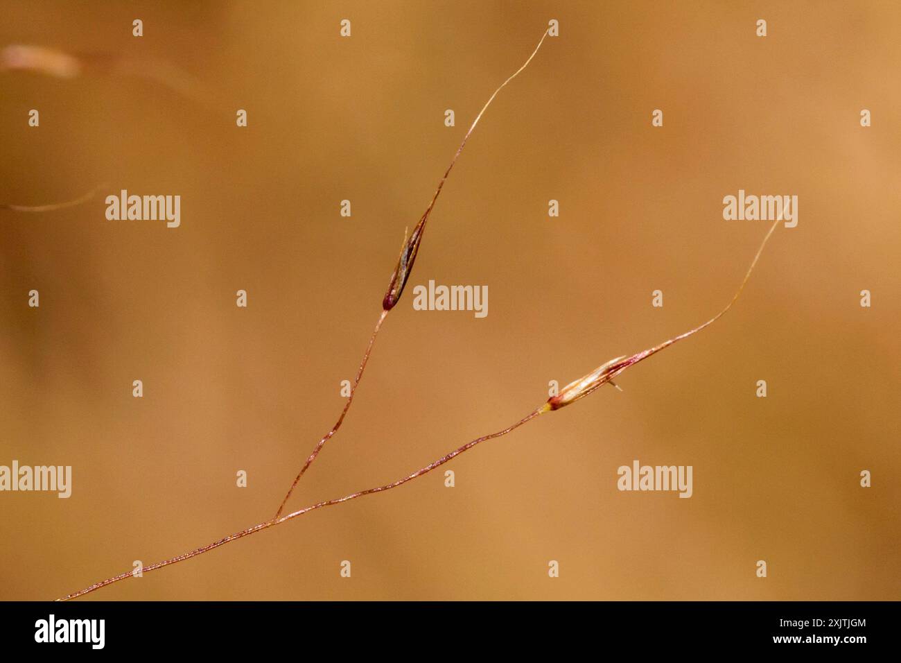 Bush Muhly (Muhlenbergia porteri) Plantae Stock Photo - Alamy