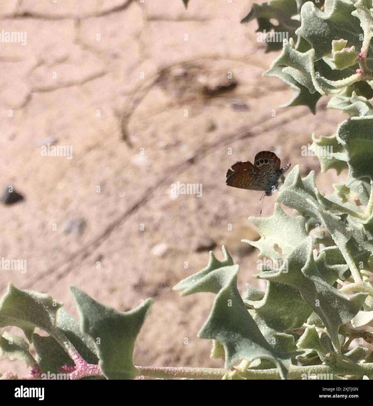 Western Pygmy-Blue (Brephidium exilis) Insecta Stock Photo - Alamy