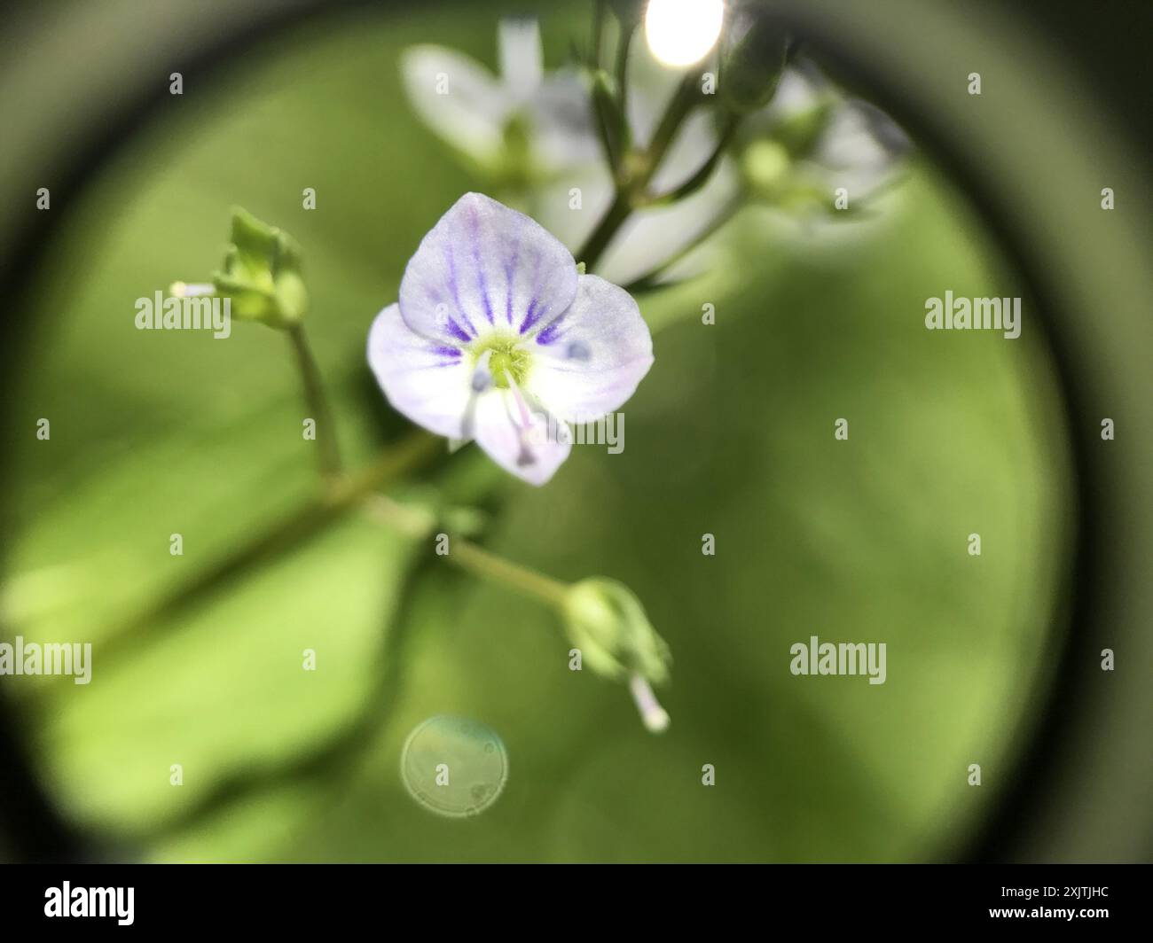 blue water-speedwell (Veronica anagallis-aquatica) Plantae Stock Photo ...