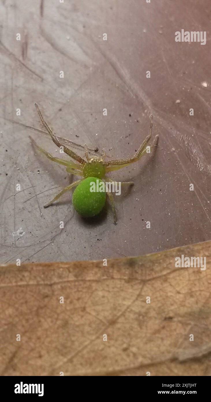Flower Spiders (Diaea) Arachnida Stock Photo - Alamy