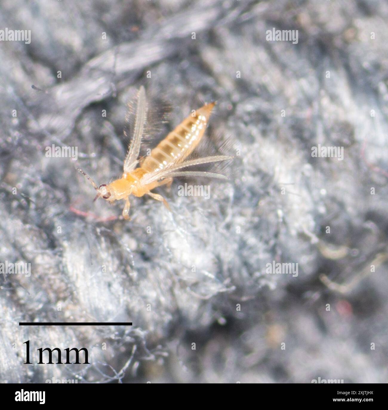 Thrips (Thysanoptera) Insecta Stock Photo - Alamy
