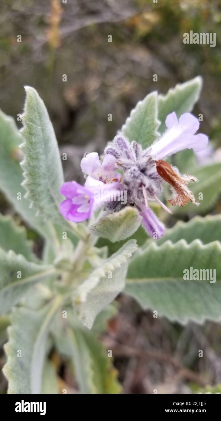 Thick-leaved Yerba Santa (Eriodictyon crassifolium) Plantae Stock Photo ...