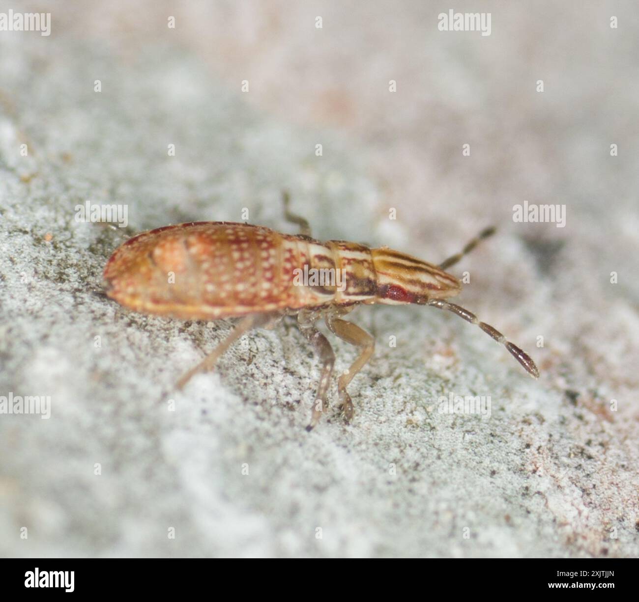 Sycamore Seed Bug (Belonochilus numenius) Insecta Stock Photo - Alamy