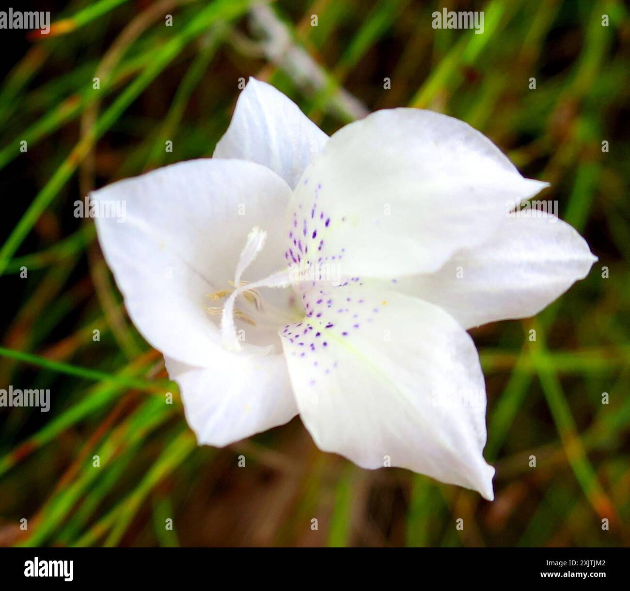 White Afrikaner (Gladiolus vaginatus) Plantae Stock Photo - Alamy