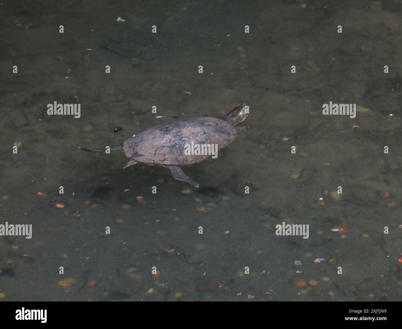 Trachemys venusta hi-res stock photography and images - Alamy