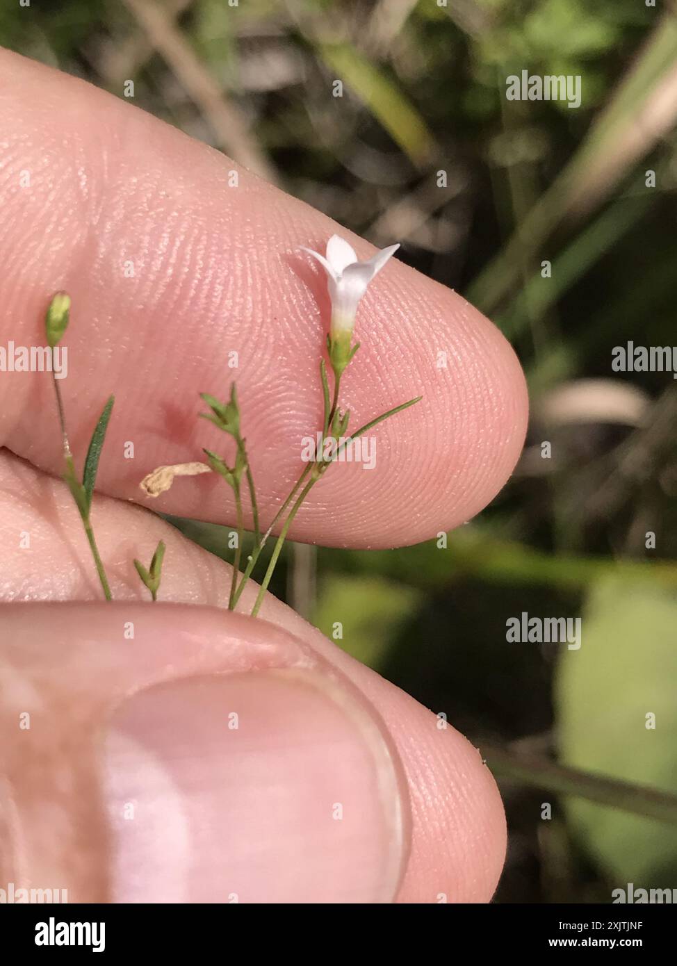 narrowleaf bluet (Houstonia longifolia tenuifolia) Plantae Stock Photo ...