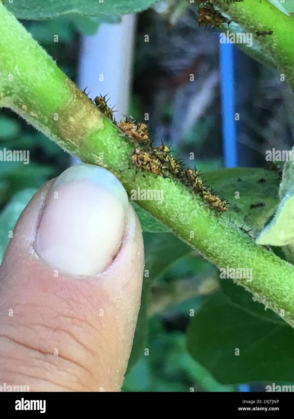 Solanaceous Treehopper (Antianthe expansa) Insecta Stock Photo - Alamy