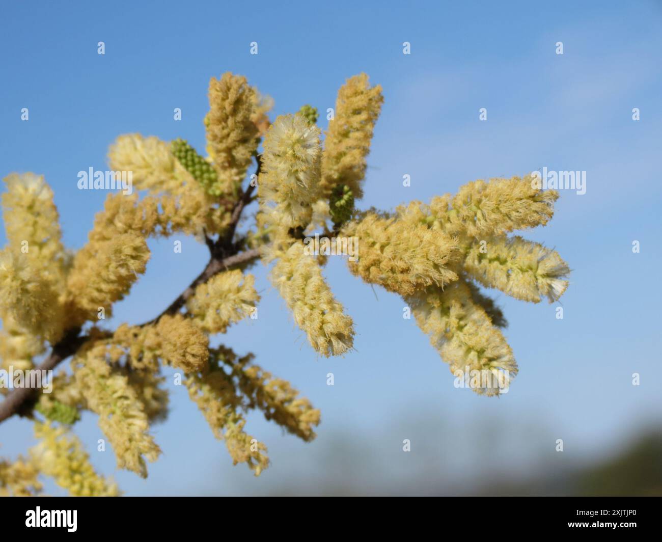 Vachellia rigidula hi-res stock photography and images - Alamy