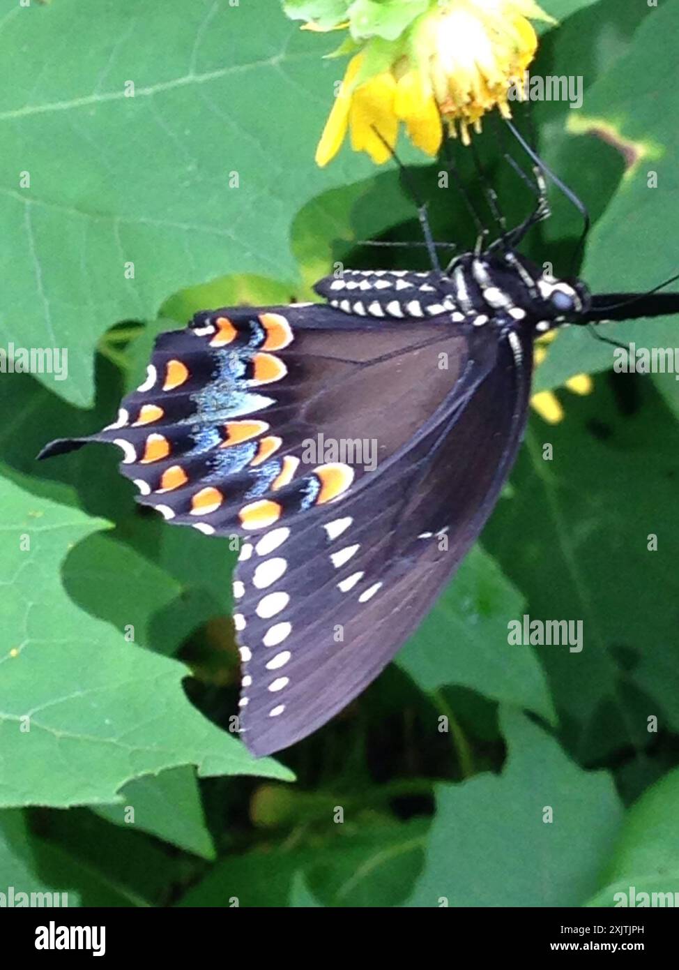 Spicebush Swallowtail (Papilio troilus) Insecta Stock Photo - Alamy