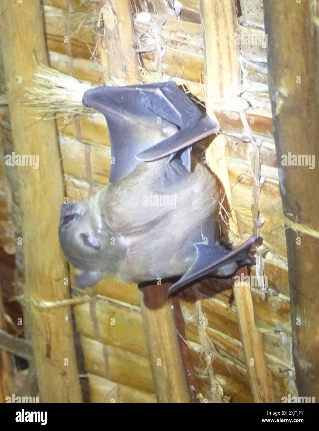 Egyptian Rousette (Rousettus aegyptiacus) Mammalia Stock Photo - Alamy