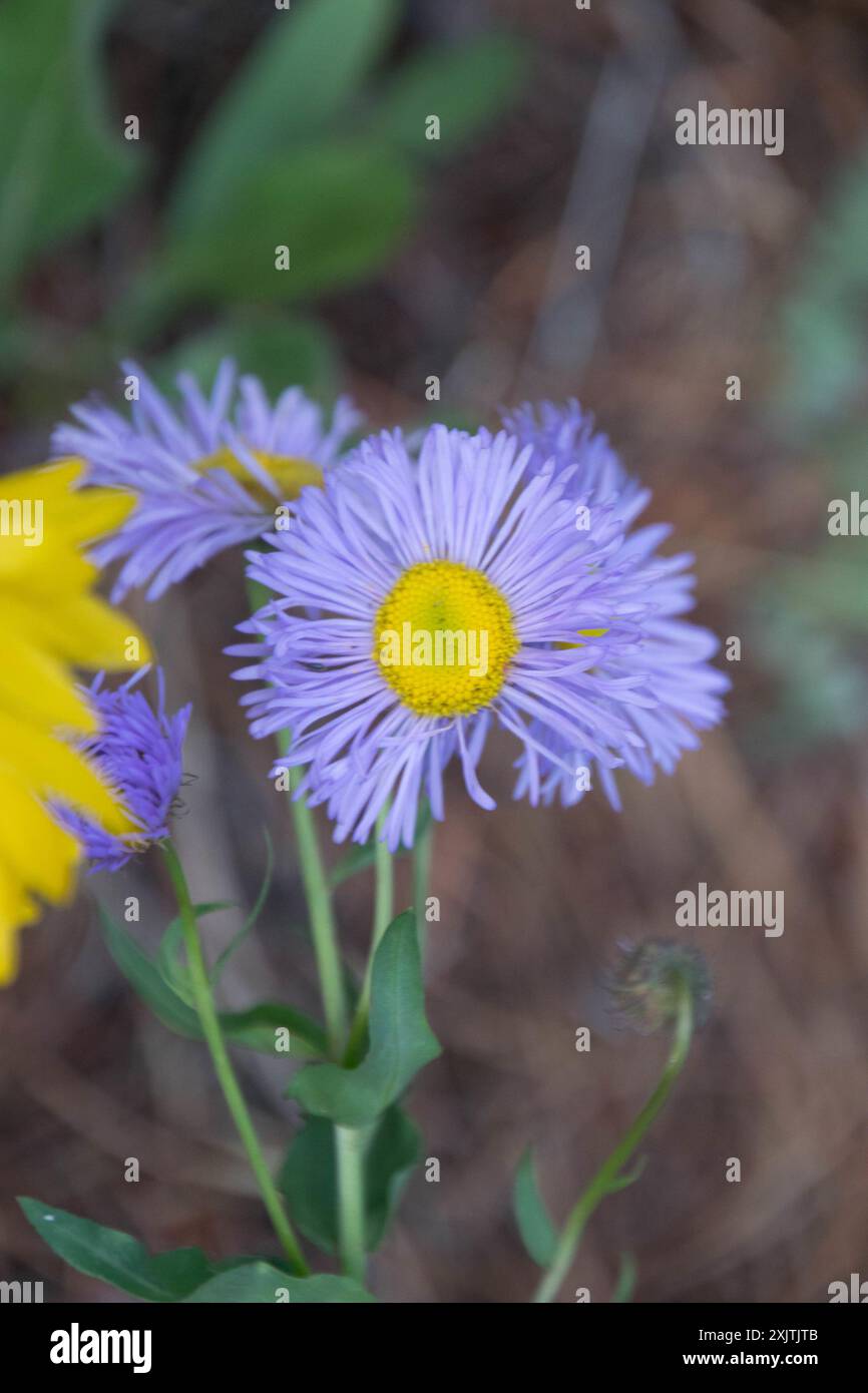 flowering plants (Angiospermae) Plantae Stock Photo - Alamy