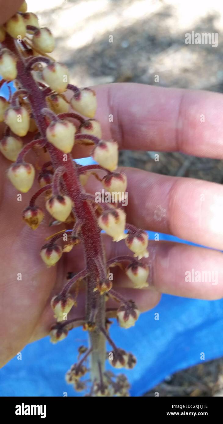 woodland pinedrops (Pterospora andromedea) Plantae Stock Photo - Alamy