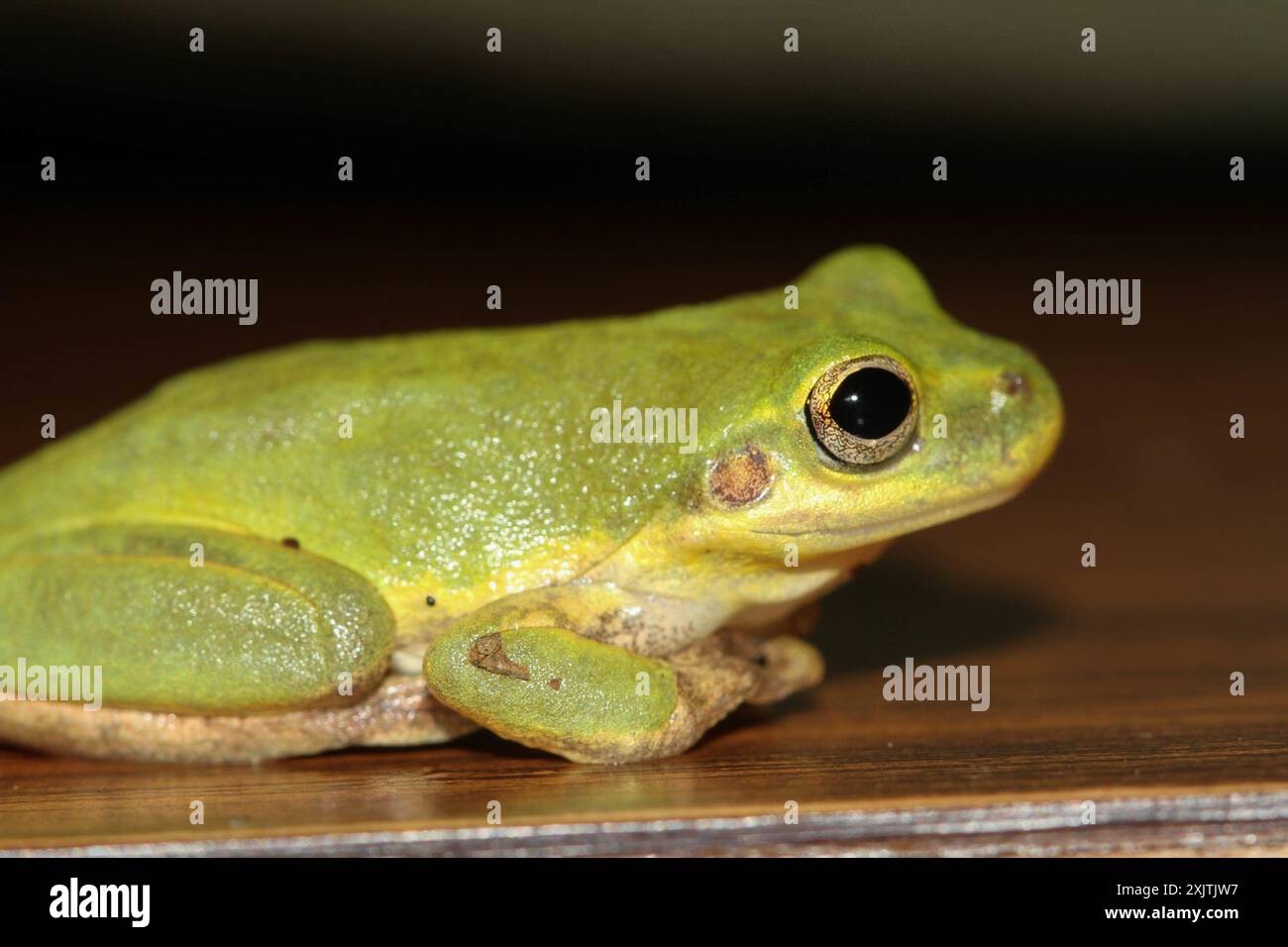 Squirrel Treefrog (Hyla squirella) Amphibia Stock Photo - Alamy