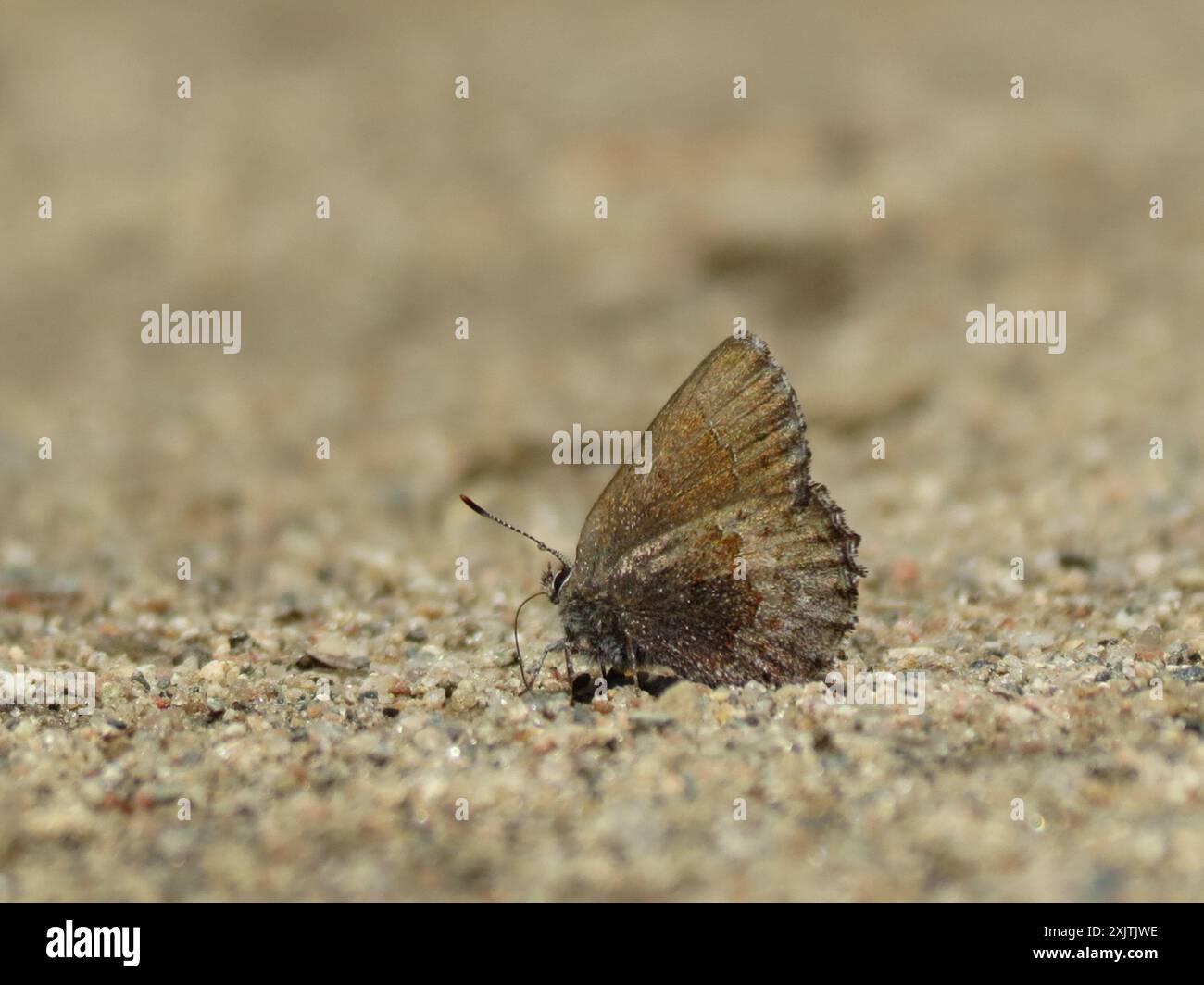 Hoary Elfin (Callophrys polios) Insecta Stock Photo - Alamy