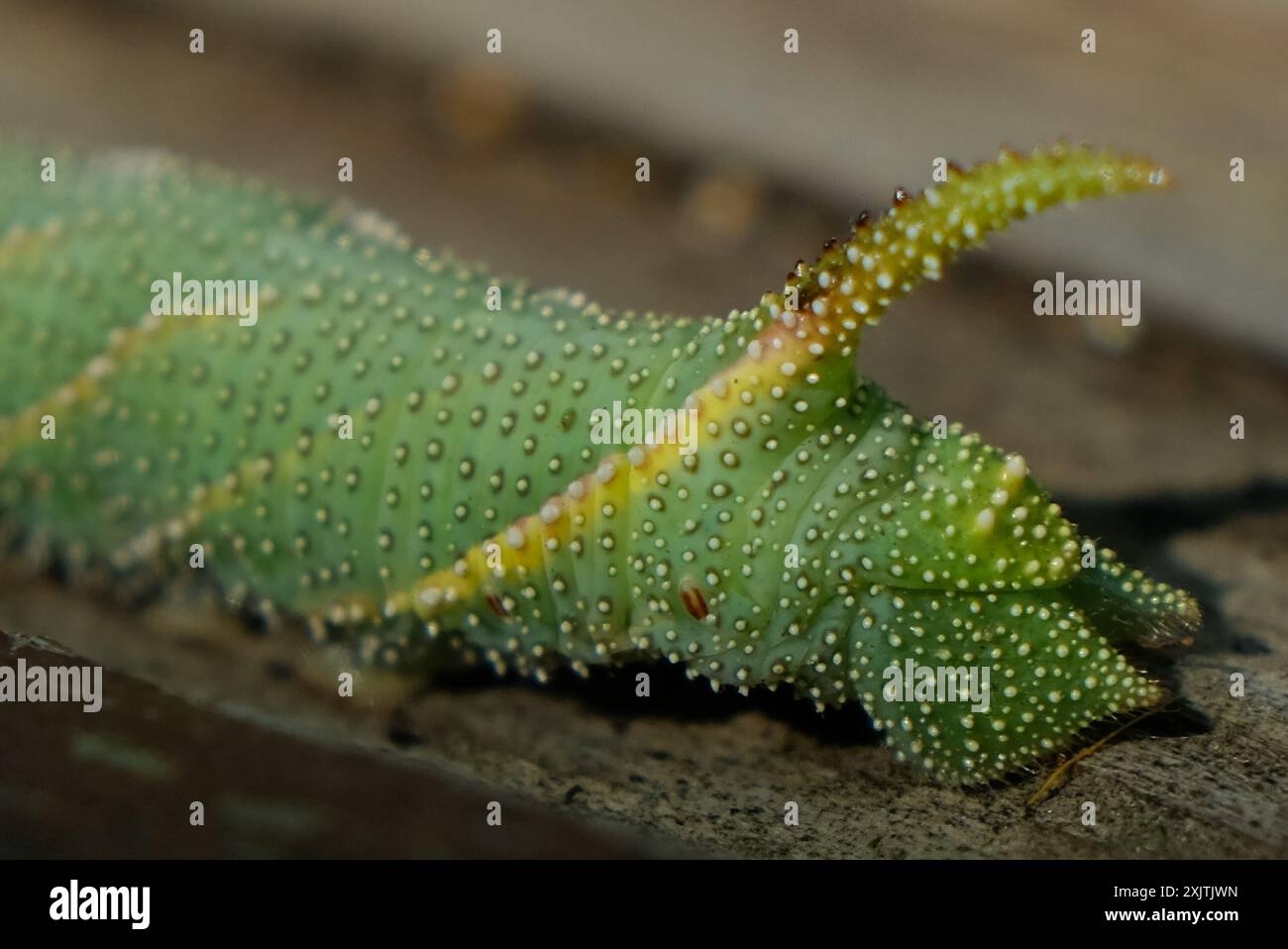 Walnut Sphinx (Amorpha juglandis) Insecta Stock Photo - Alamy