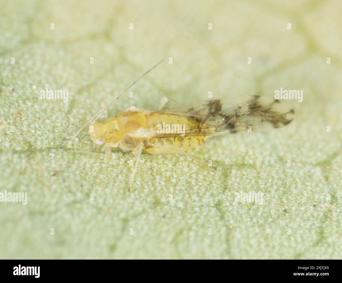 Regular Oak Aphid (Neomyzocallis punctata) Insecta Stock Photo - Alamy