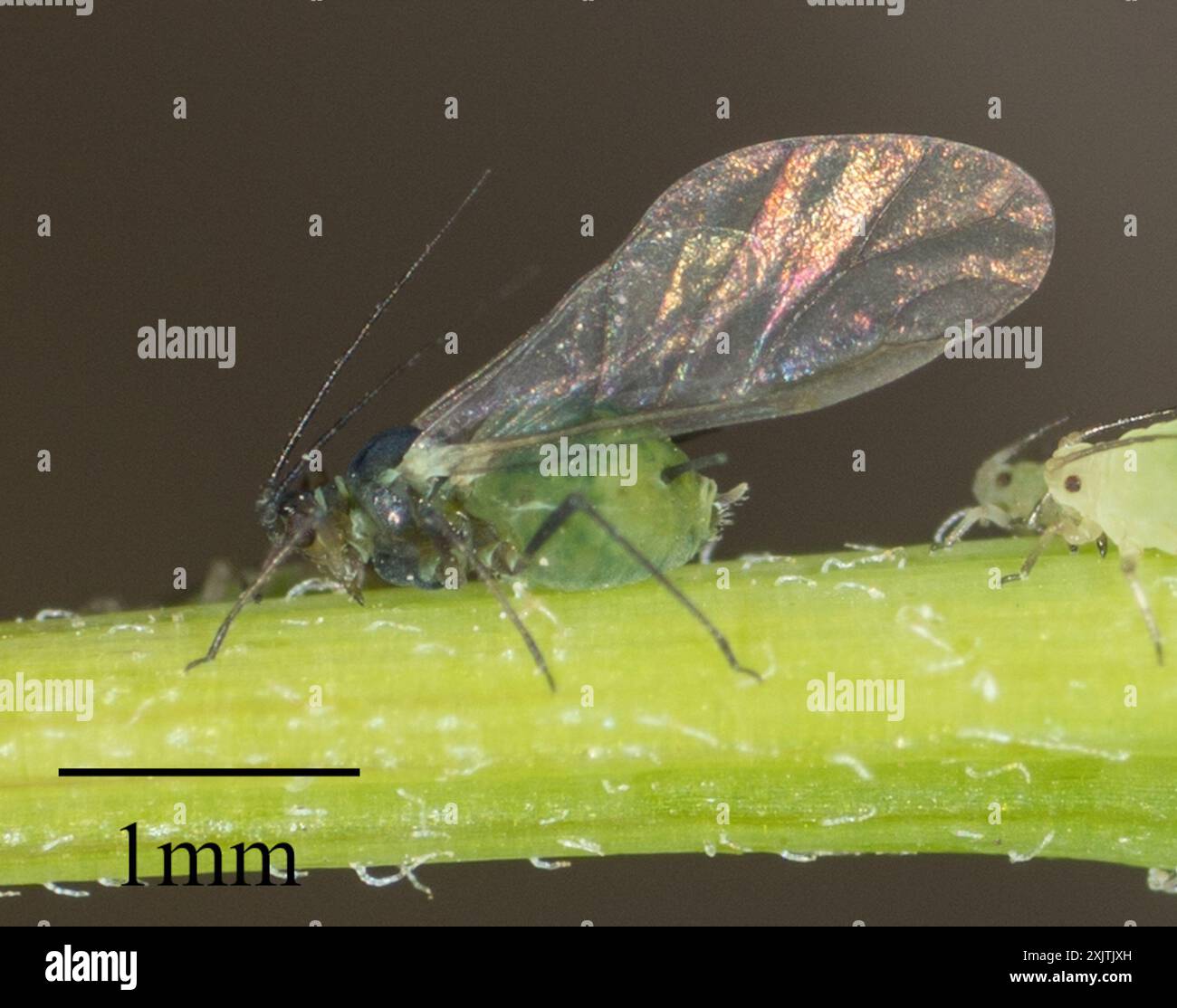 Coreopsidis hi-res stock photography and images - Alamy